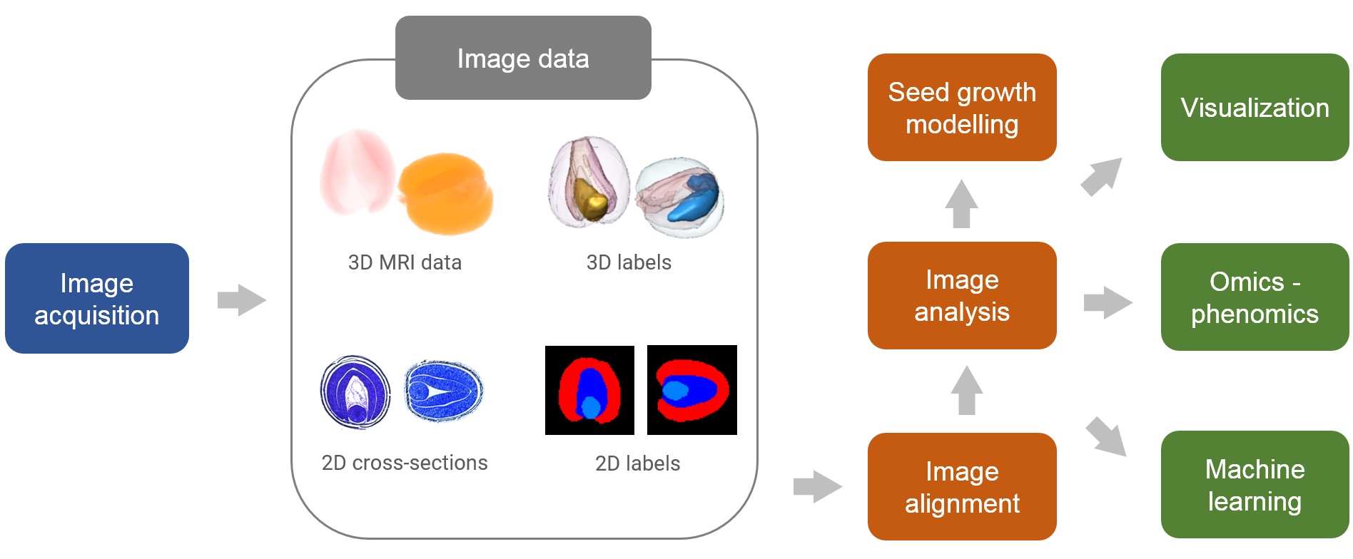 Seed Image Analysis – AVATARS