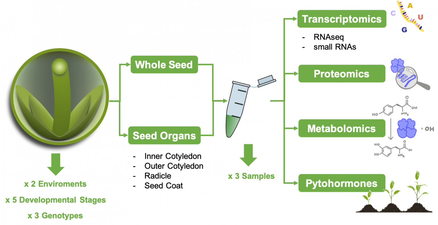 Seed Sampling & Omics – AVATARS
