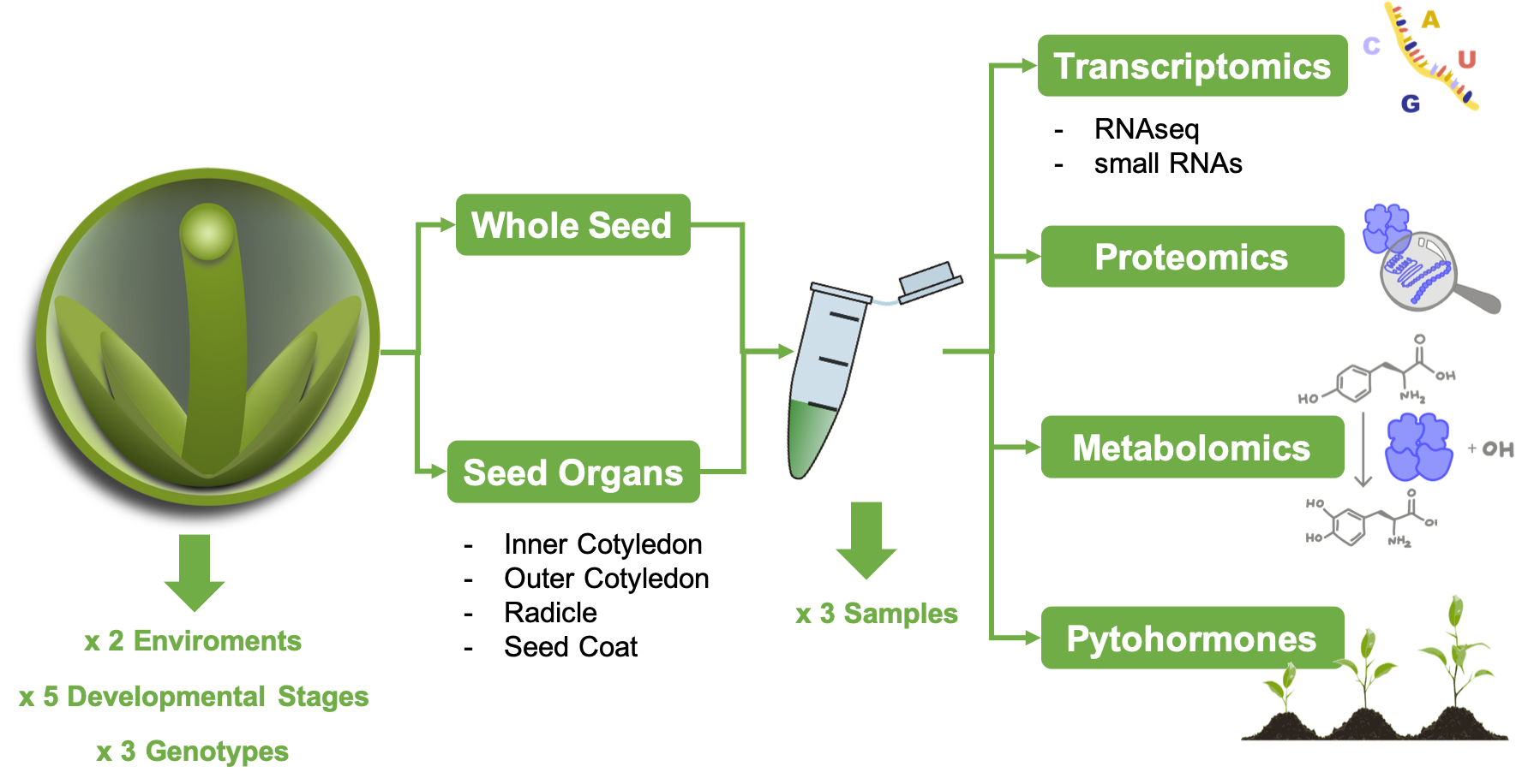 Seed Sampling & Omics – AVATARS Seed Sampling & Omics – AVATARS